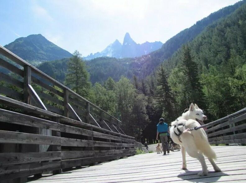 HIKE WITH A DOG - 2 hours - Easy - Hiking - Booking Chamonix